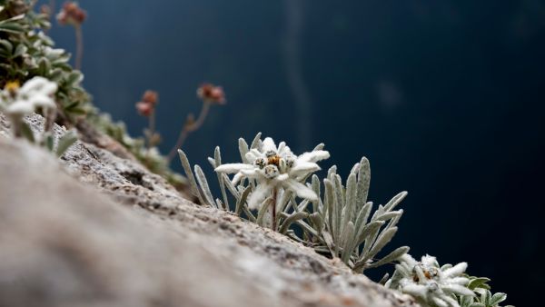 Swiss Edelweiss Flowers: The Skin Benefits of this Alpine "Queen of th ...
