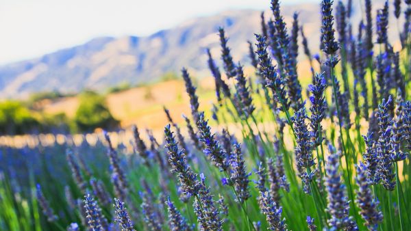 High-Altitude Lavender | History's Most Calming Botanical– TellurideGlow